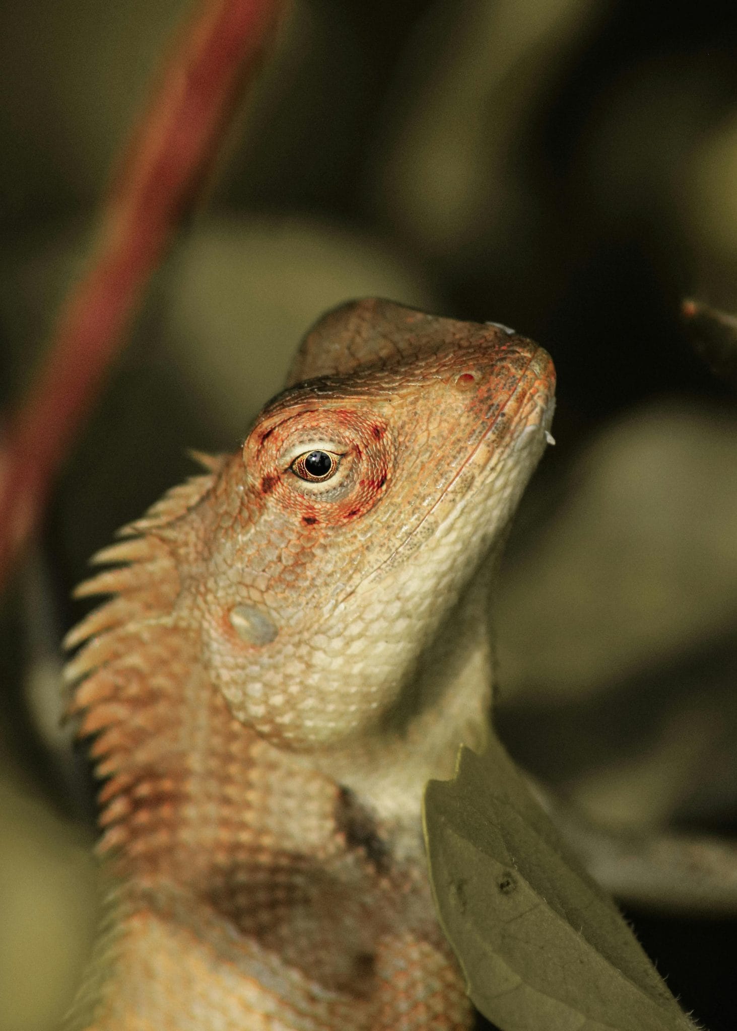 Altro Whiterock Chameleon : A Perfect Guide - My Chameleon Online