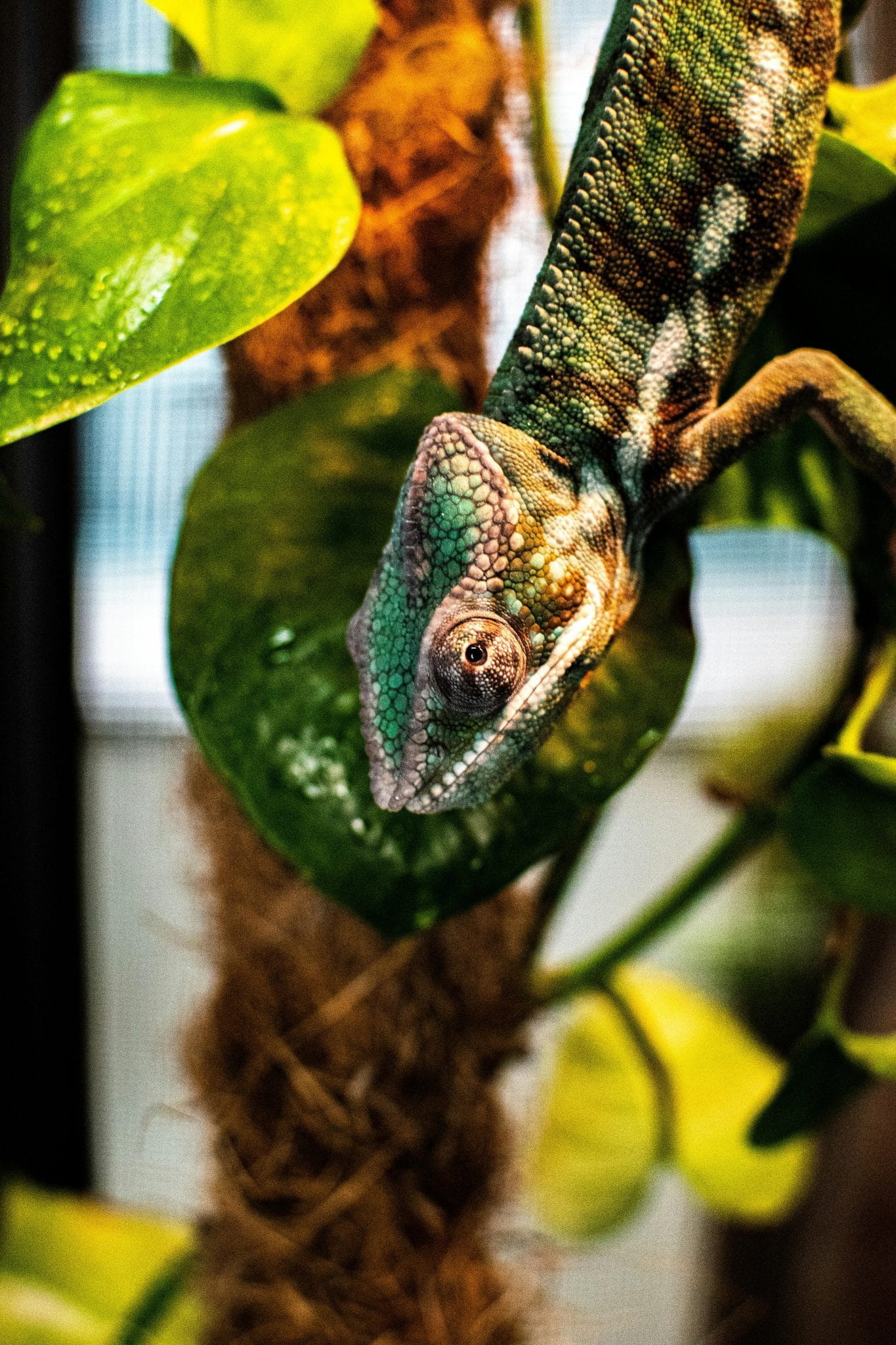 Scientific Classification of chameleon : A Perfect Guide - My Chameleon ...
